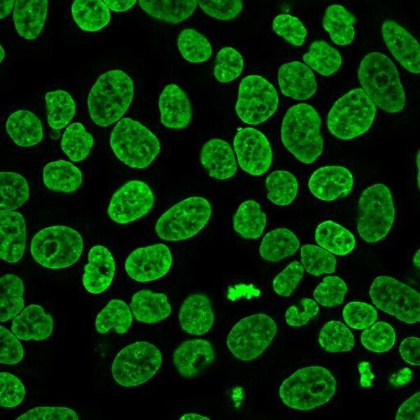 BioTracker 488 Green Nuclear Dye | SCT120